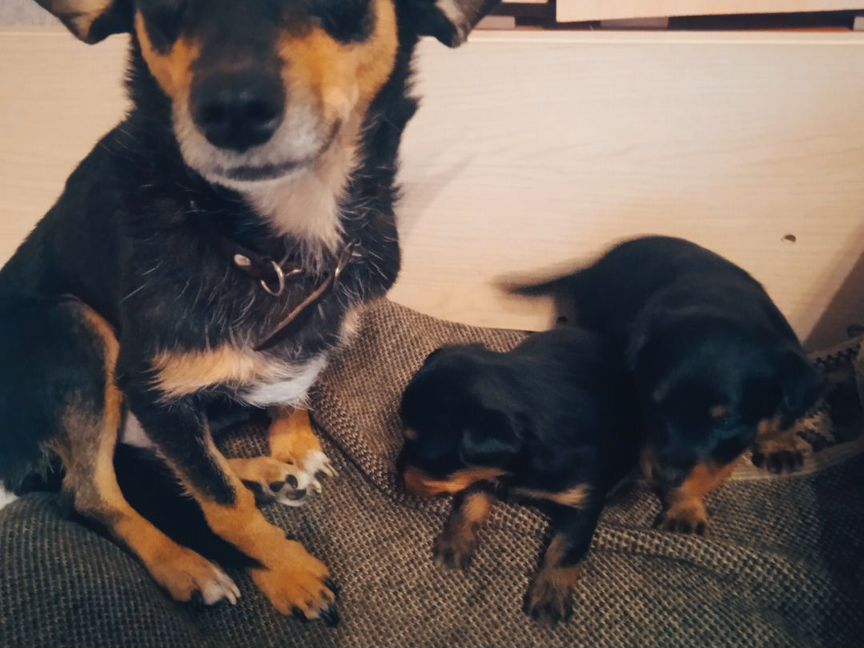 Той-терьер щенки