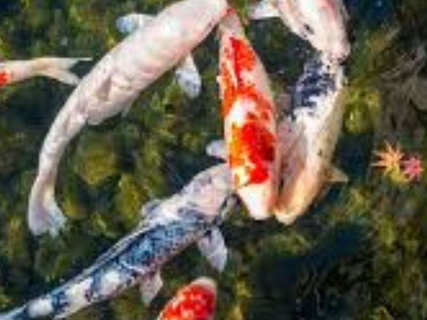 Декоративные карпы кои