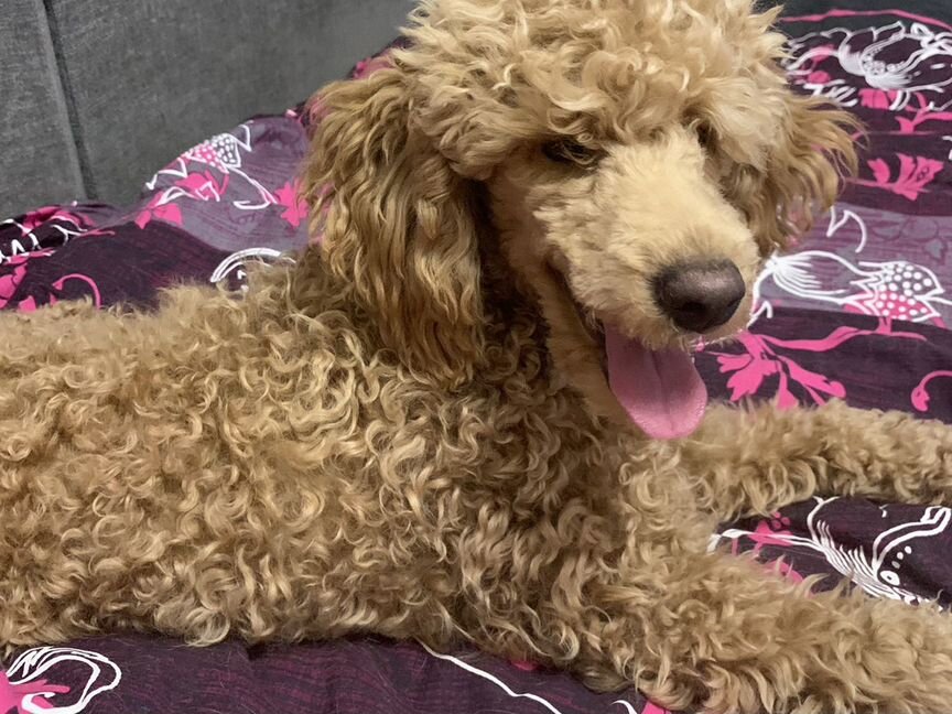 Той-пудель 30 см редбраун мальчик