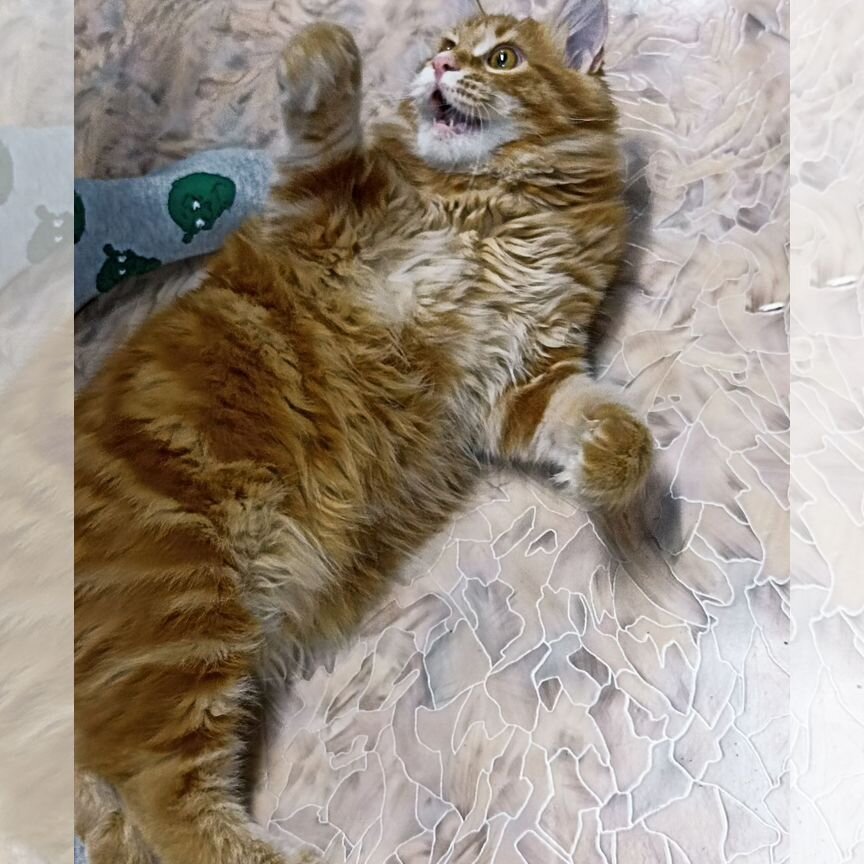 Яркий клубный Котенок курильский бобтейл