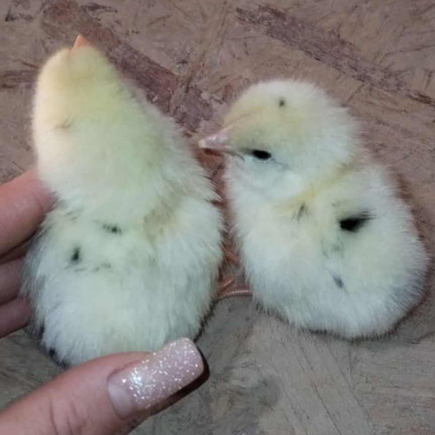 Продам цыплят