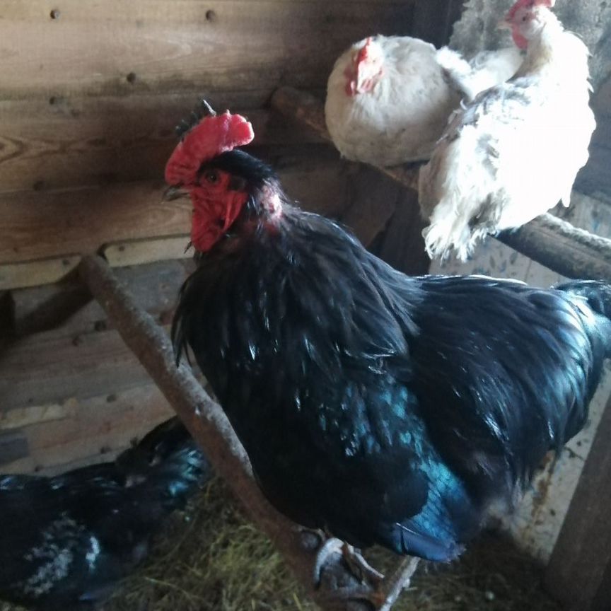 Петух годовалый