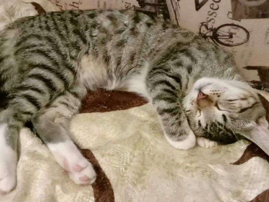 Ласковый котёнок ищет свой дом