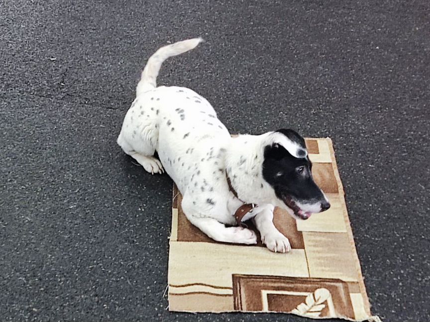 Собака в добрые руки