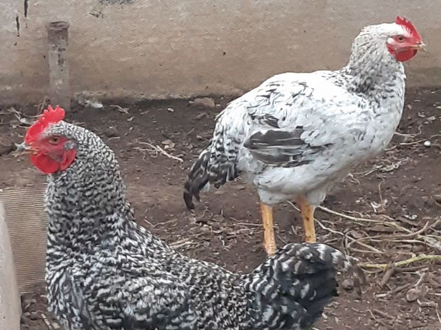 Цыплята подрощенные