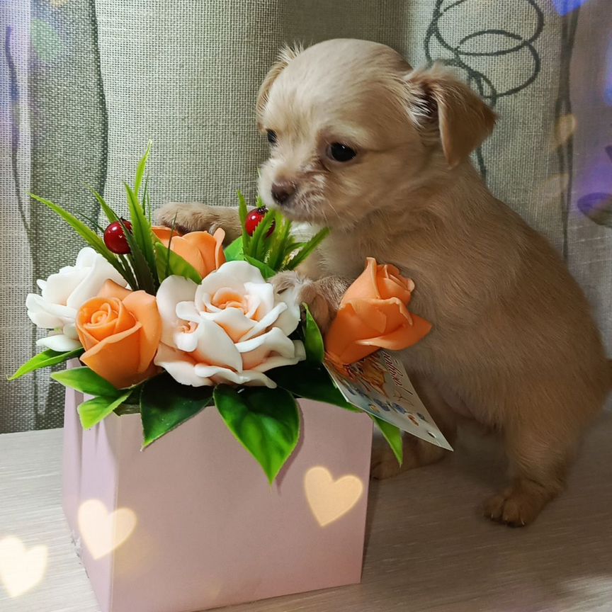 Щенки чихуахуа