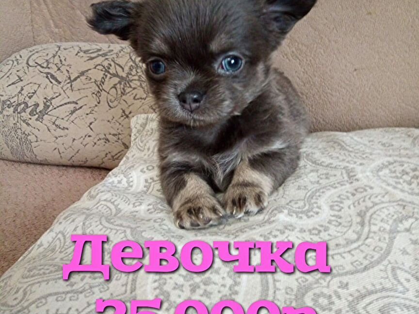 Щенки чихуахуа