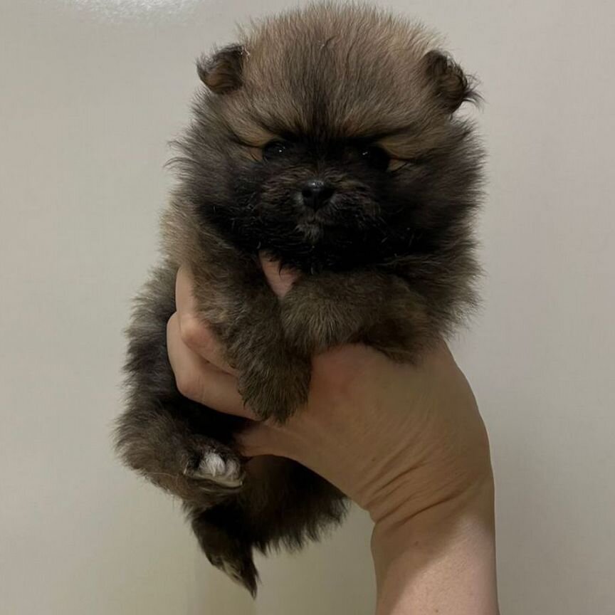 Померанский шпиц щенки мальчик и девочки