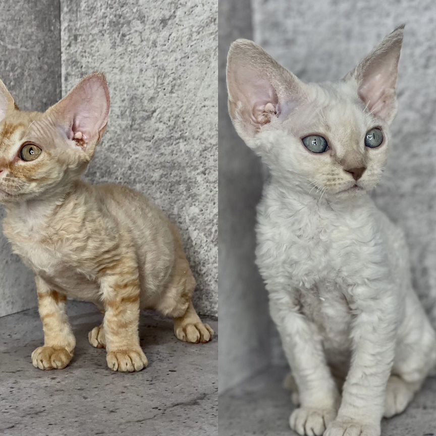 Котята девон рексы