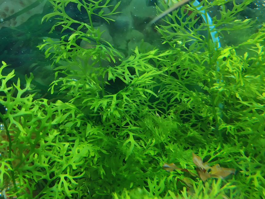 Аквариумные растения