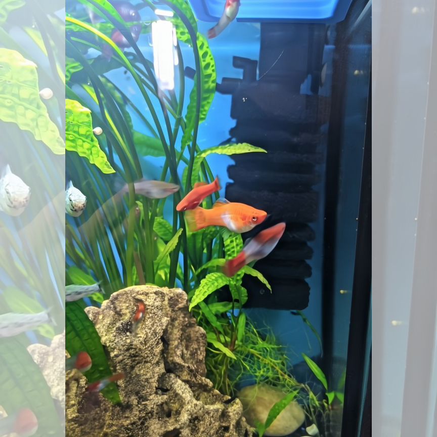 Меченосец санта клаус