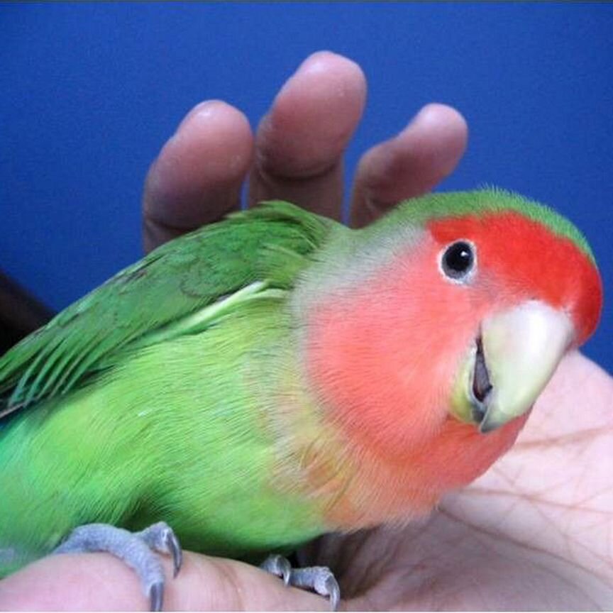 Неразлучники птенцы