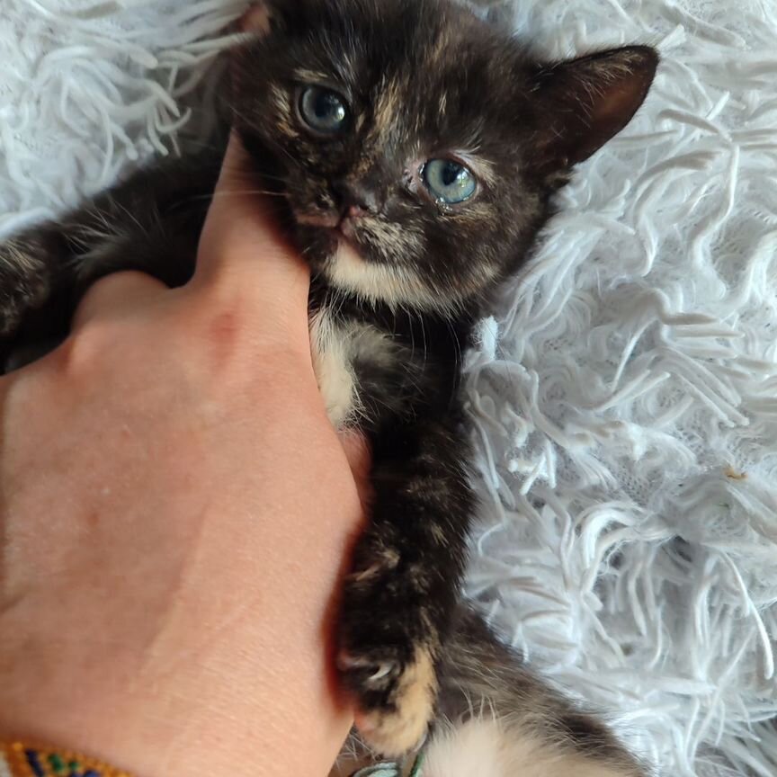 Котенок девочка в добрые руки