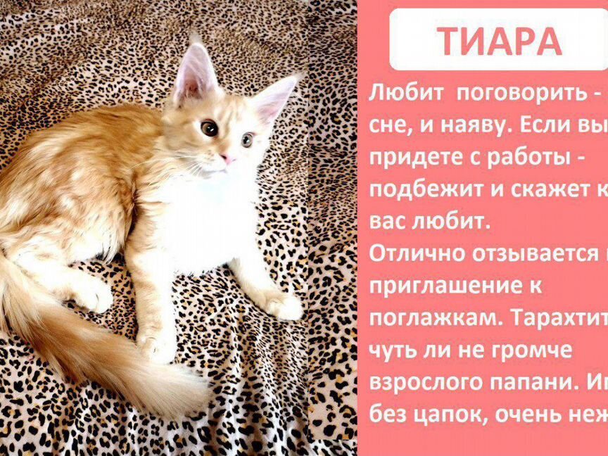 Котята мейн-кун из клубного питомника