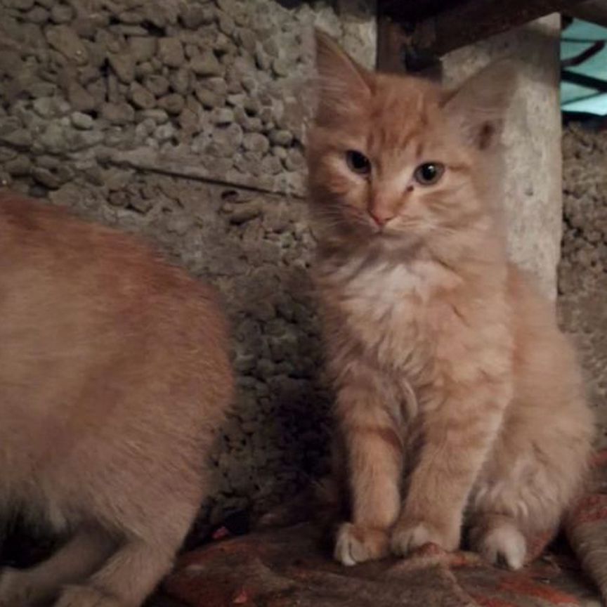 Рыжики котята ищут дом