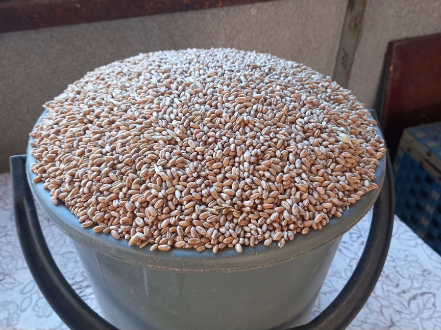 Пшеница озимая