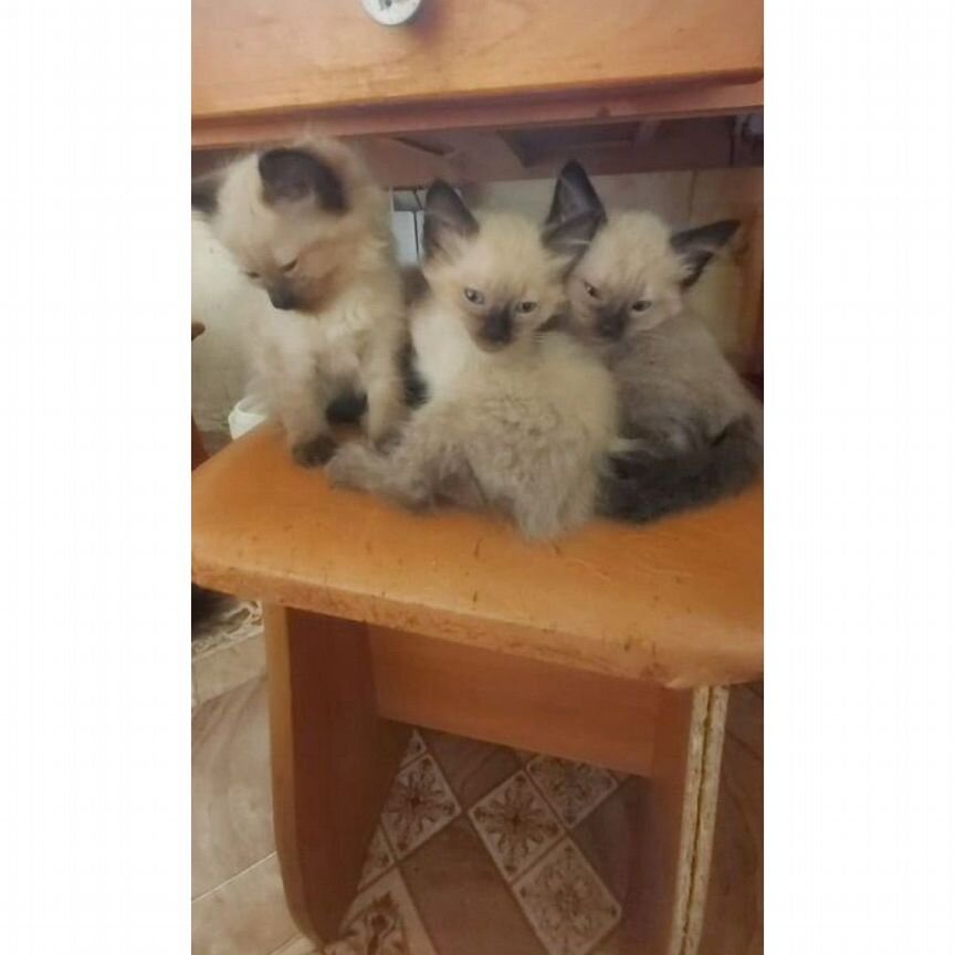 Сиамские котята