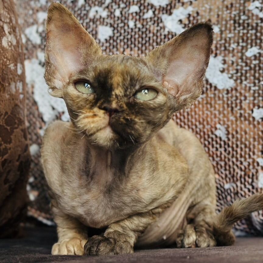 Девон-рекс котёнок