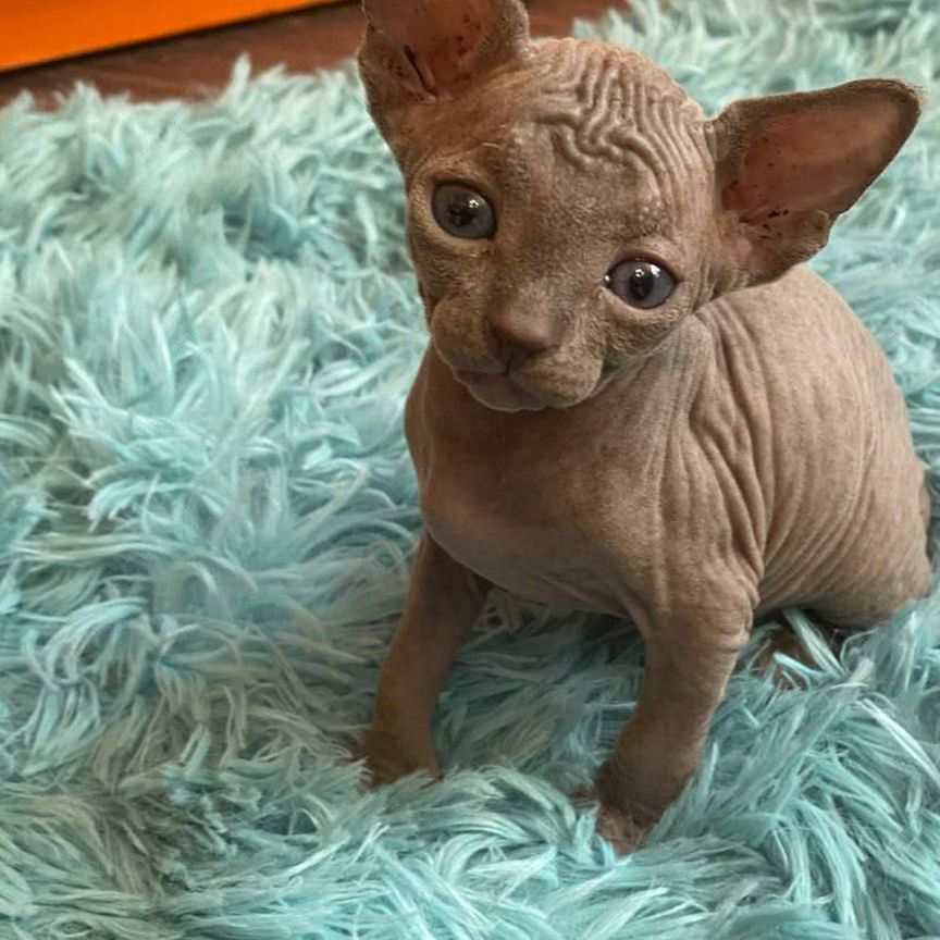 Канадский сфинкс котёнок