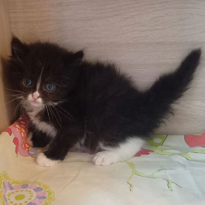Сибирский котёнок