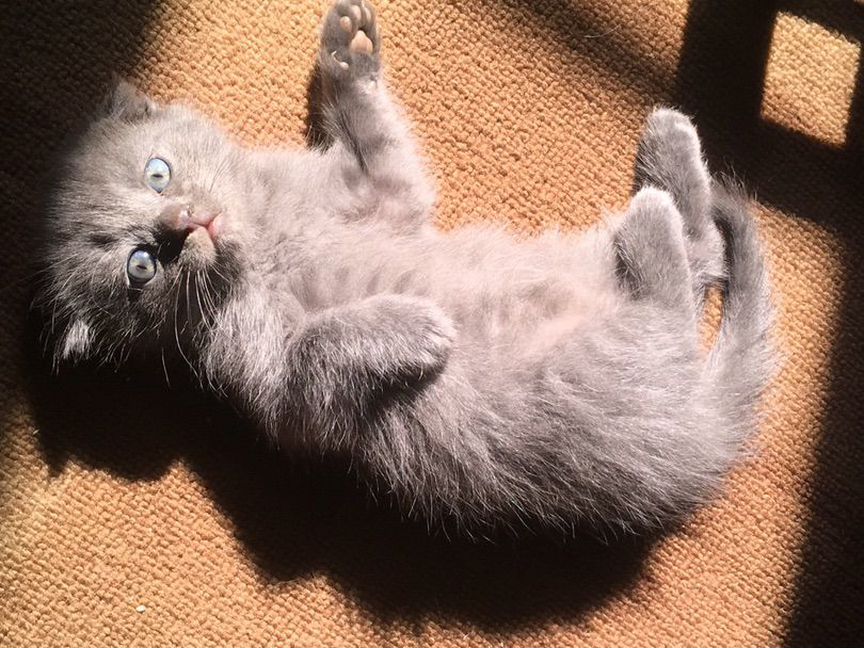 Отдаю котят в добрые руки