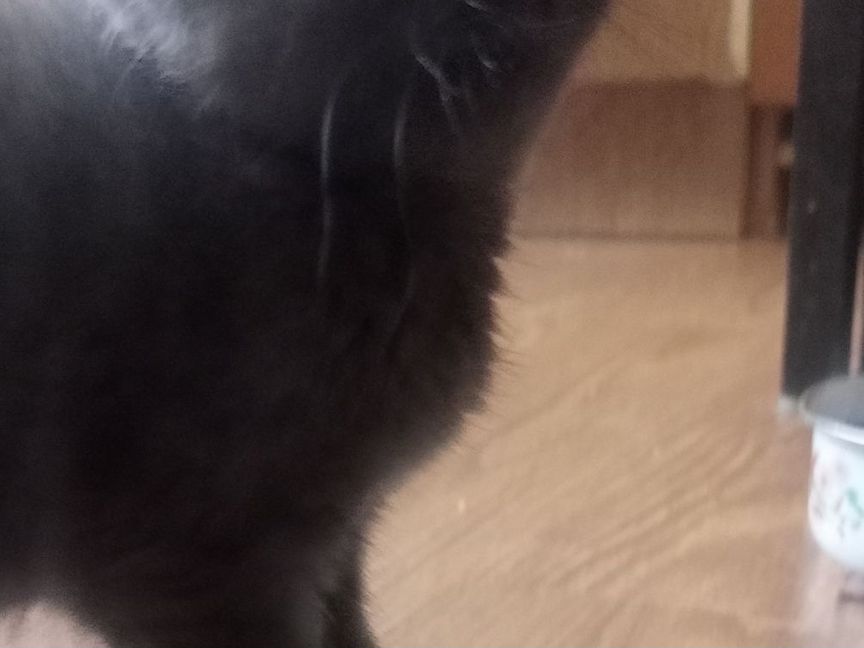 Британские котята