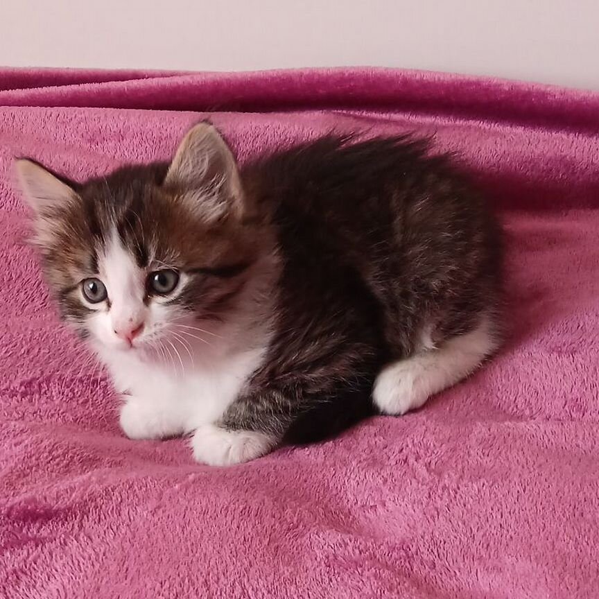 Котёнок в добрые руки