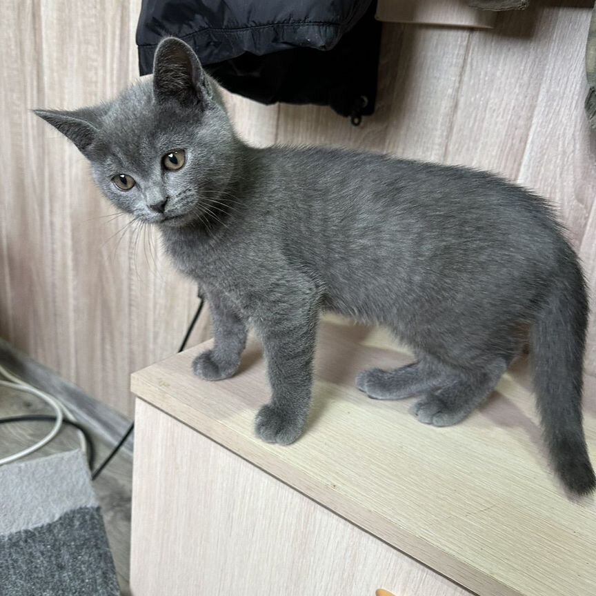 Британские котята