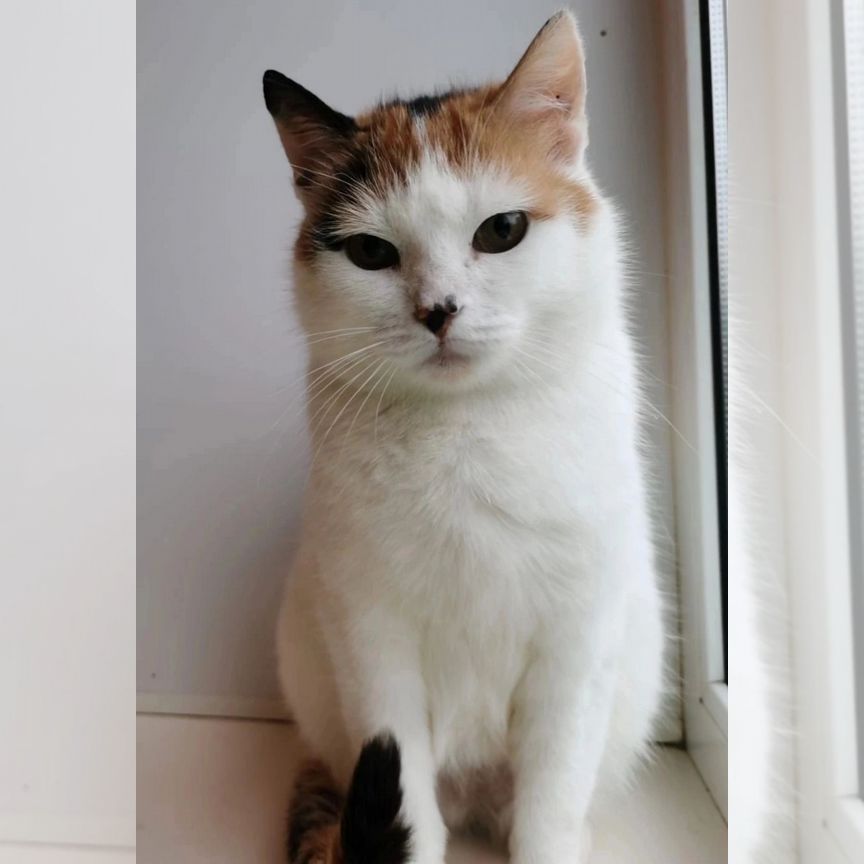 Кошка