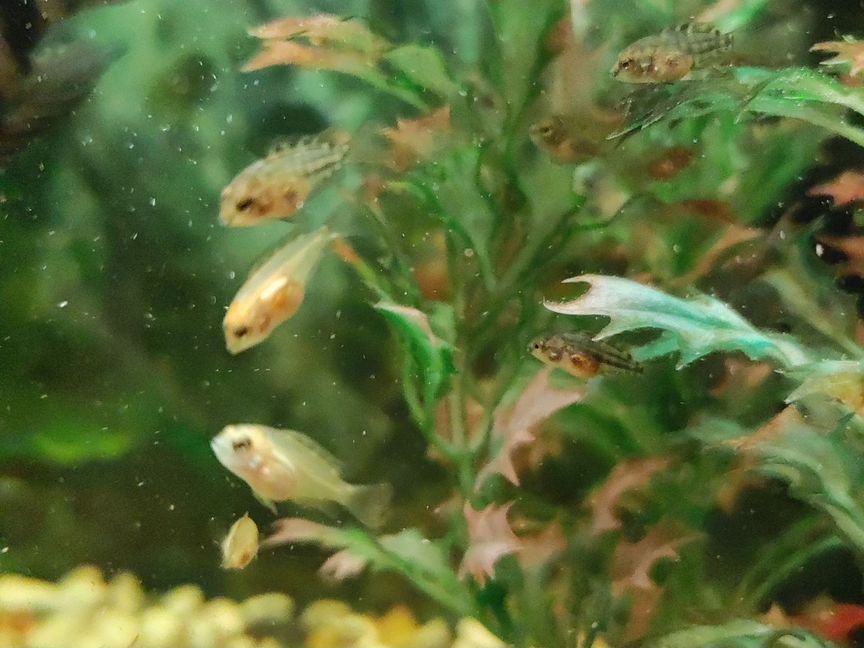 Аквариумные рыбки цихлиды