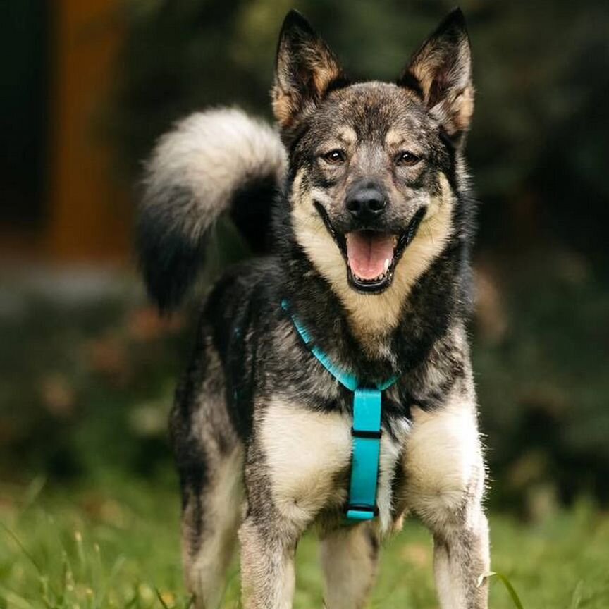 Взрослый пёс в добрые руки