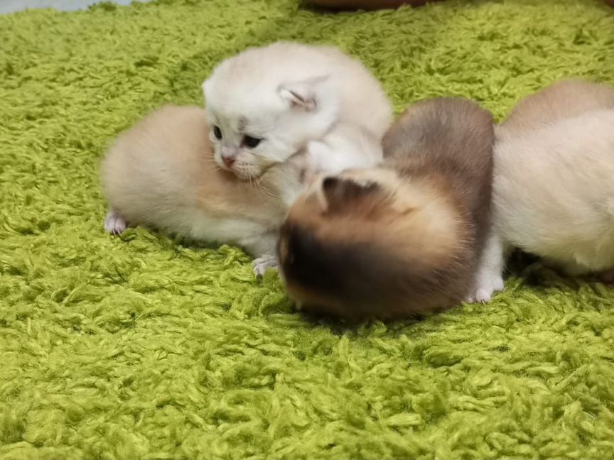 Котята шотладской золотой шиншиллы