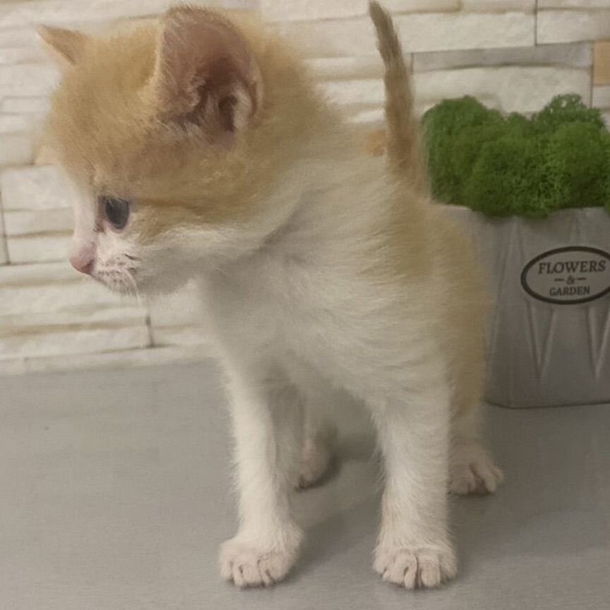 Котята в добрые руки 1 месяц