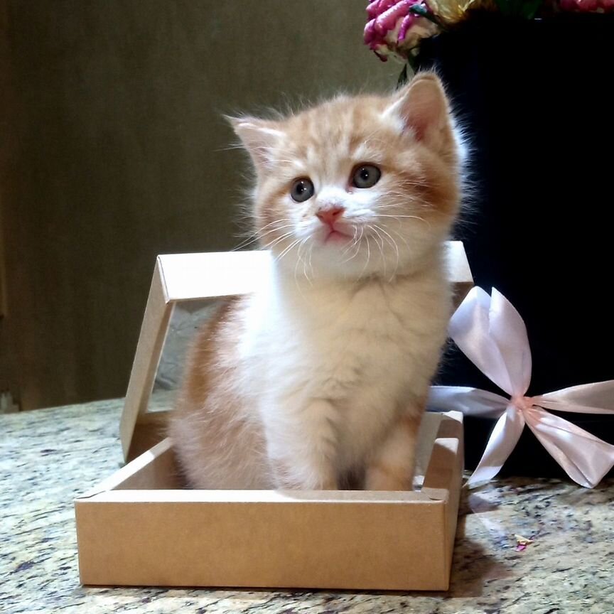 Шотландская