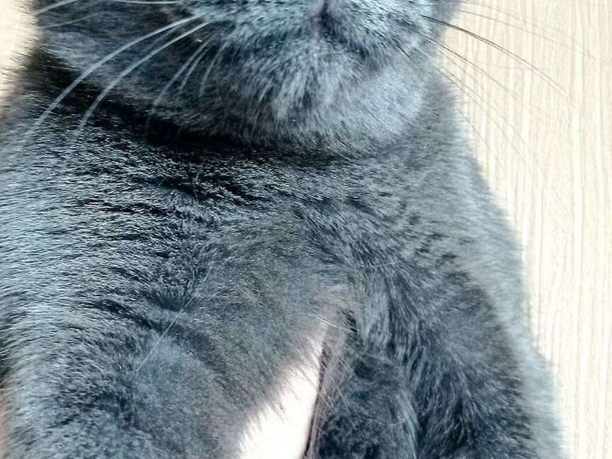 Котик, 4-5 мес