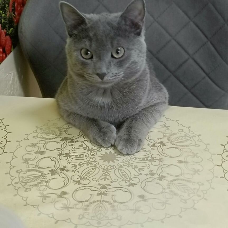 Вязка британец