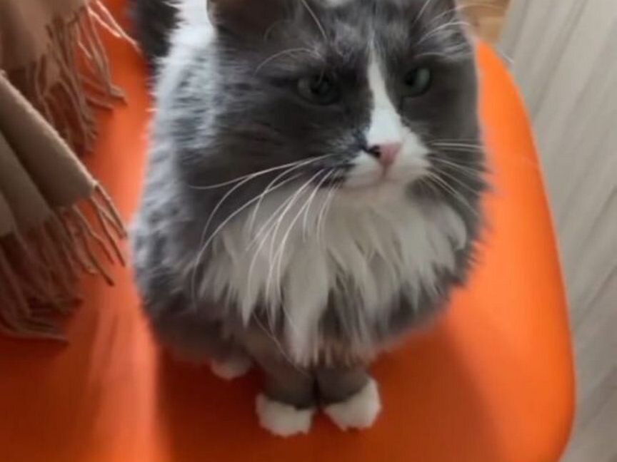 Кот Санек