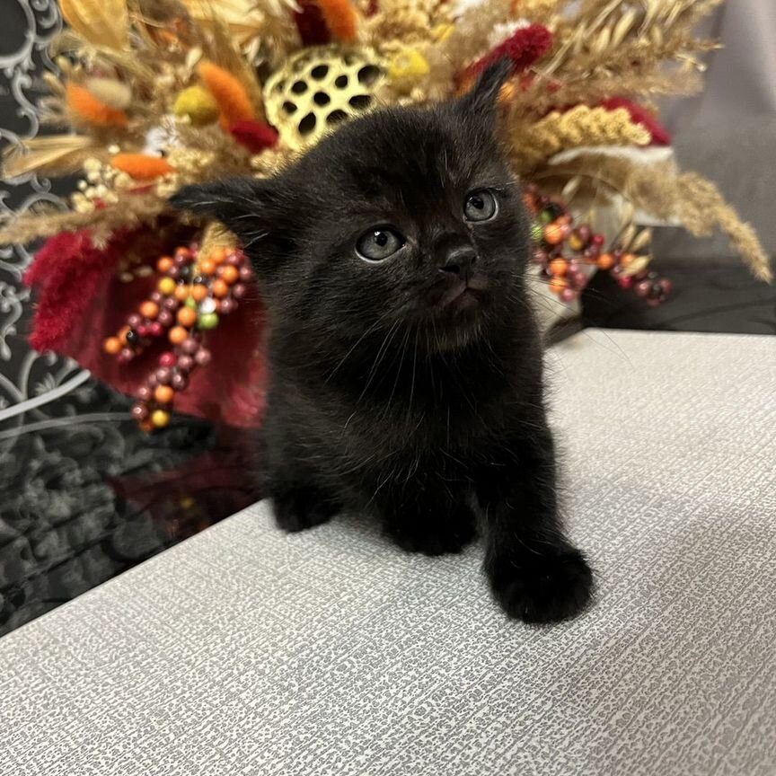 Британские котята