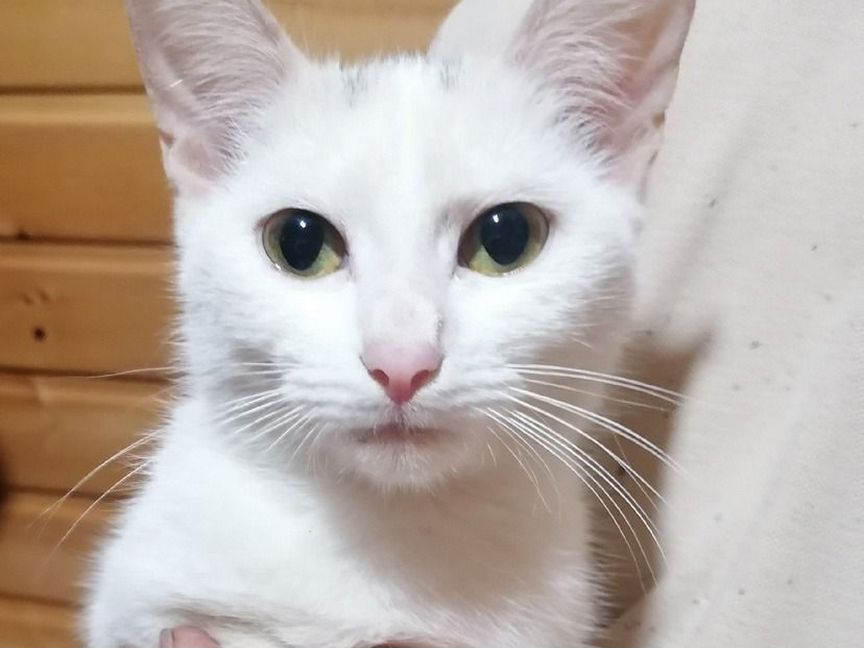 Кошка турецкая ангора