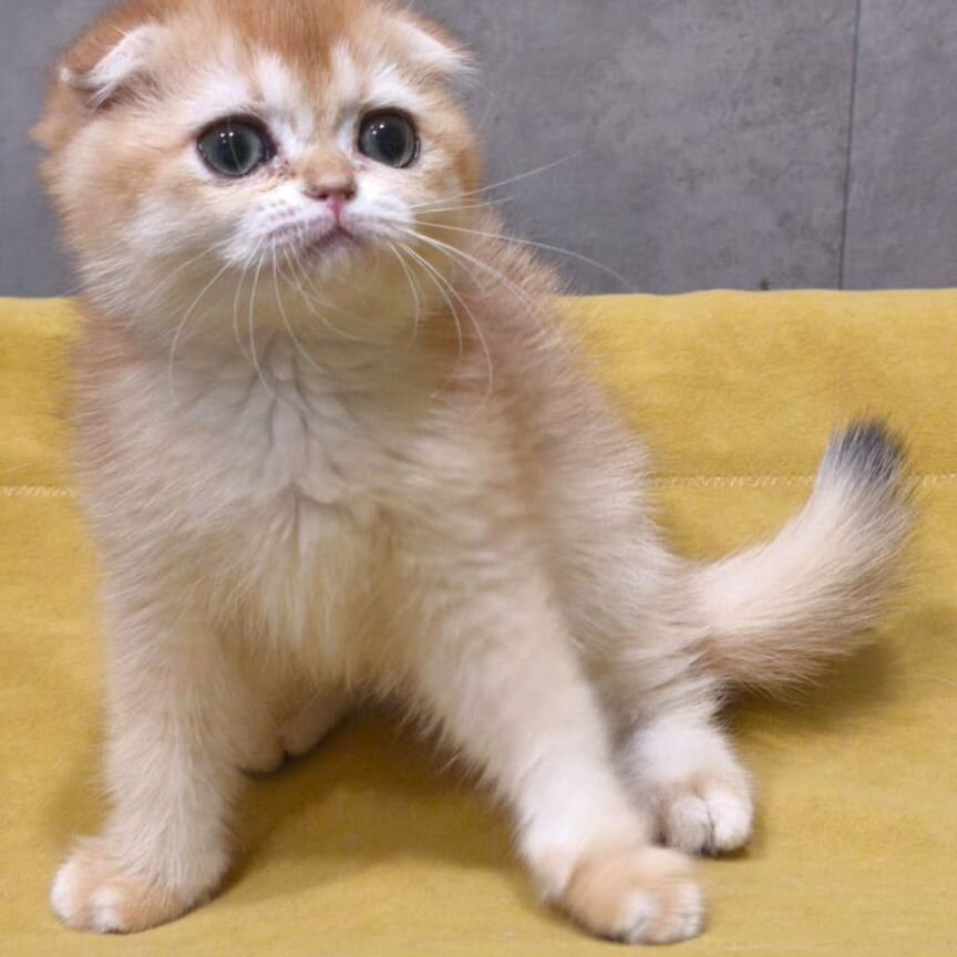 Шотландский очаровашка