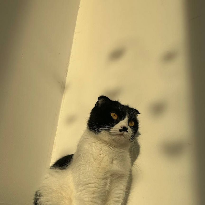 Ищем котика на вязку