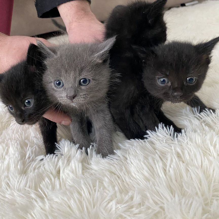 Котёнок в добрые руки