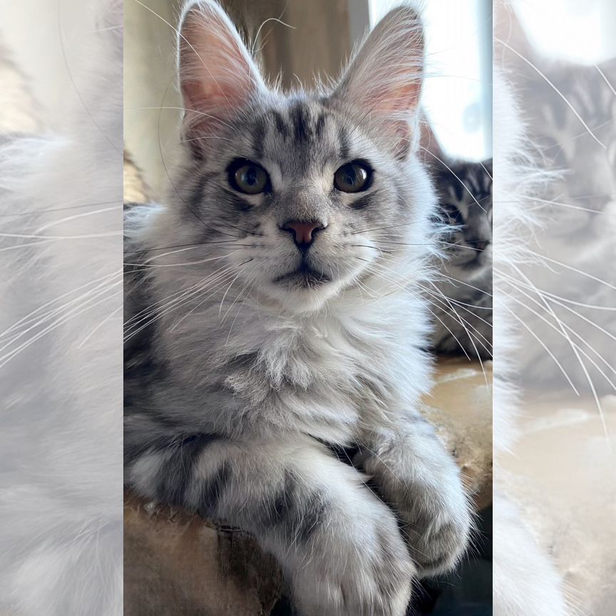 Серебряный котенок