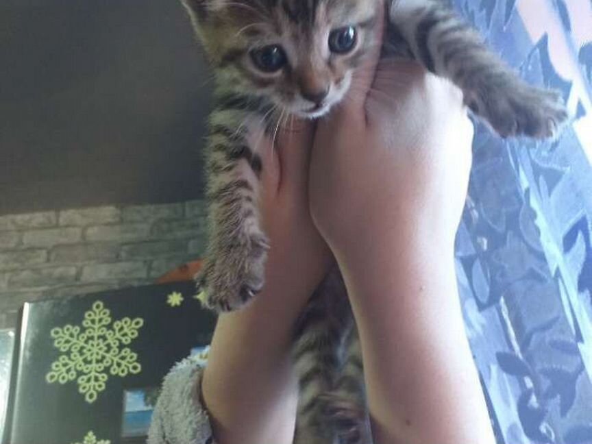 Котята в добрые руки бесплатно