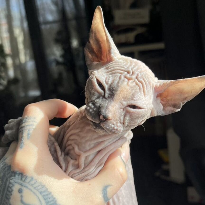 Донской сфинкс котёнок
