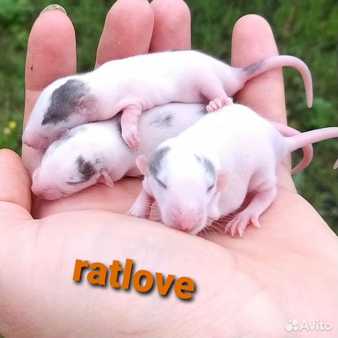Крысята дамбо от ratlove