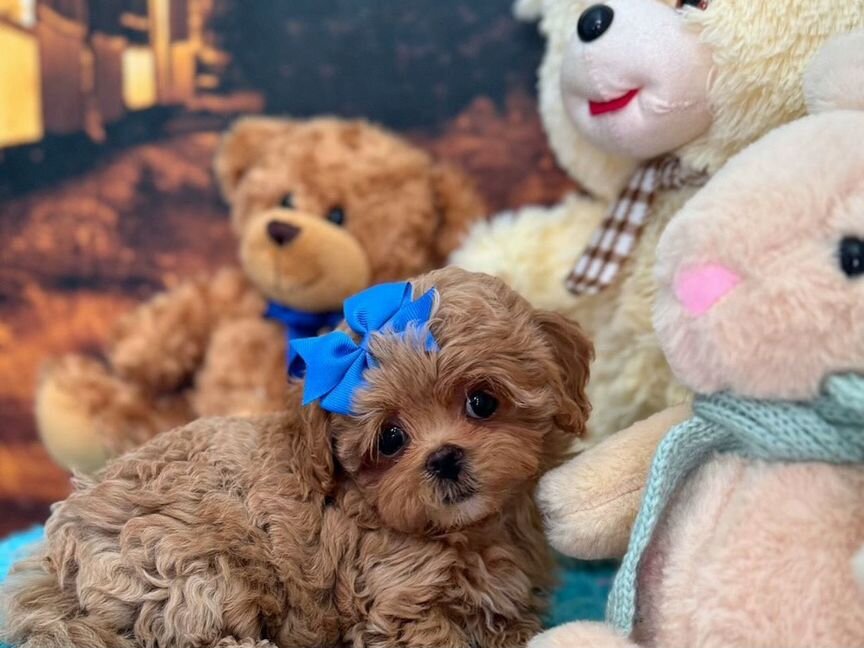 Мини мальтипу ф1 Корея из Беларуси