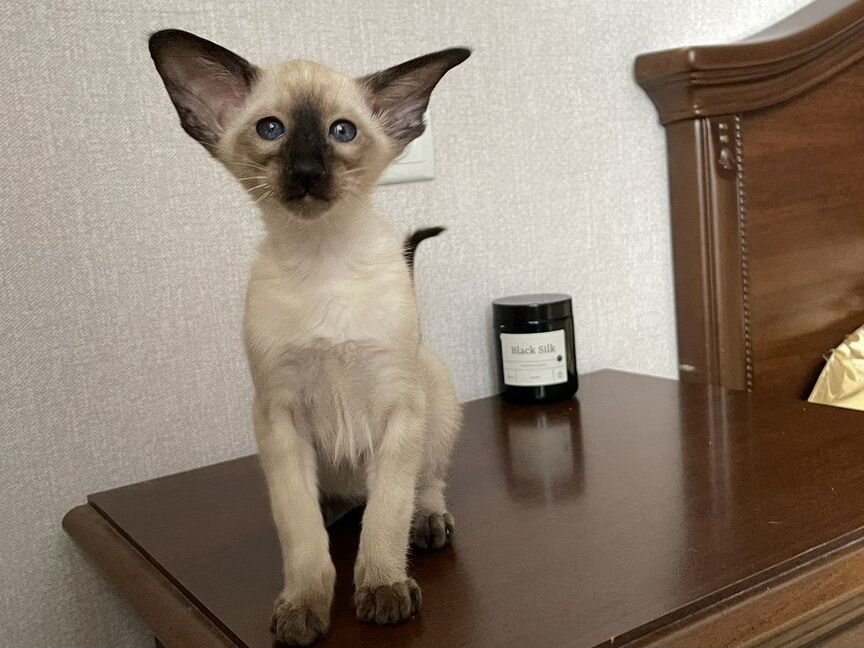 Котенок ориентальный сиамский