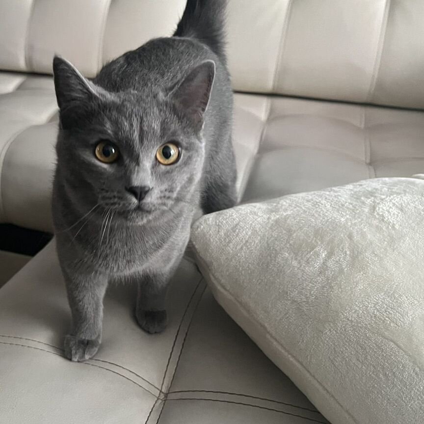 Кот серый красивый