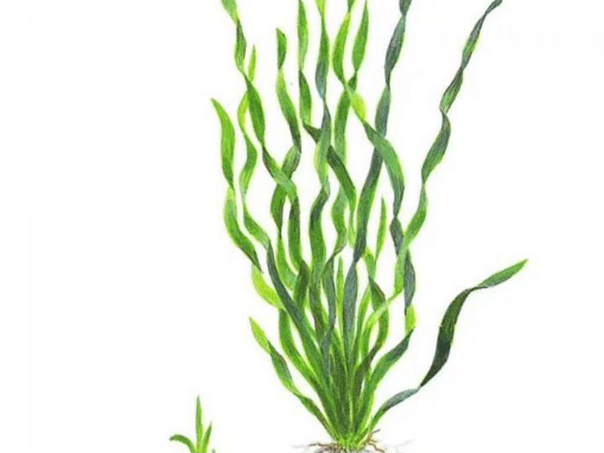 Водоросли для аквариума